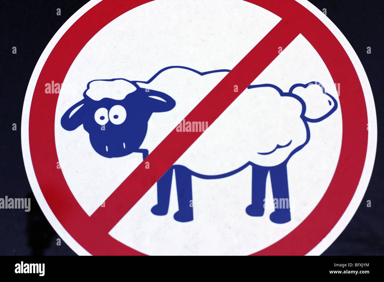 Dumb sheep hi-res stock photography and images - Alamy