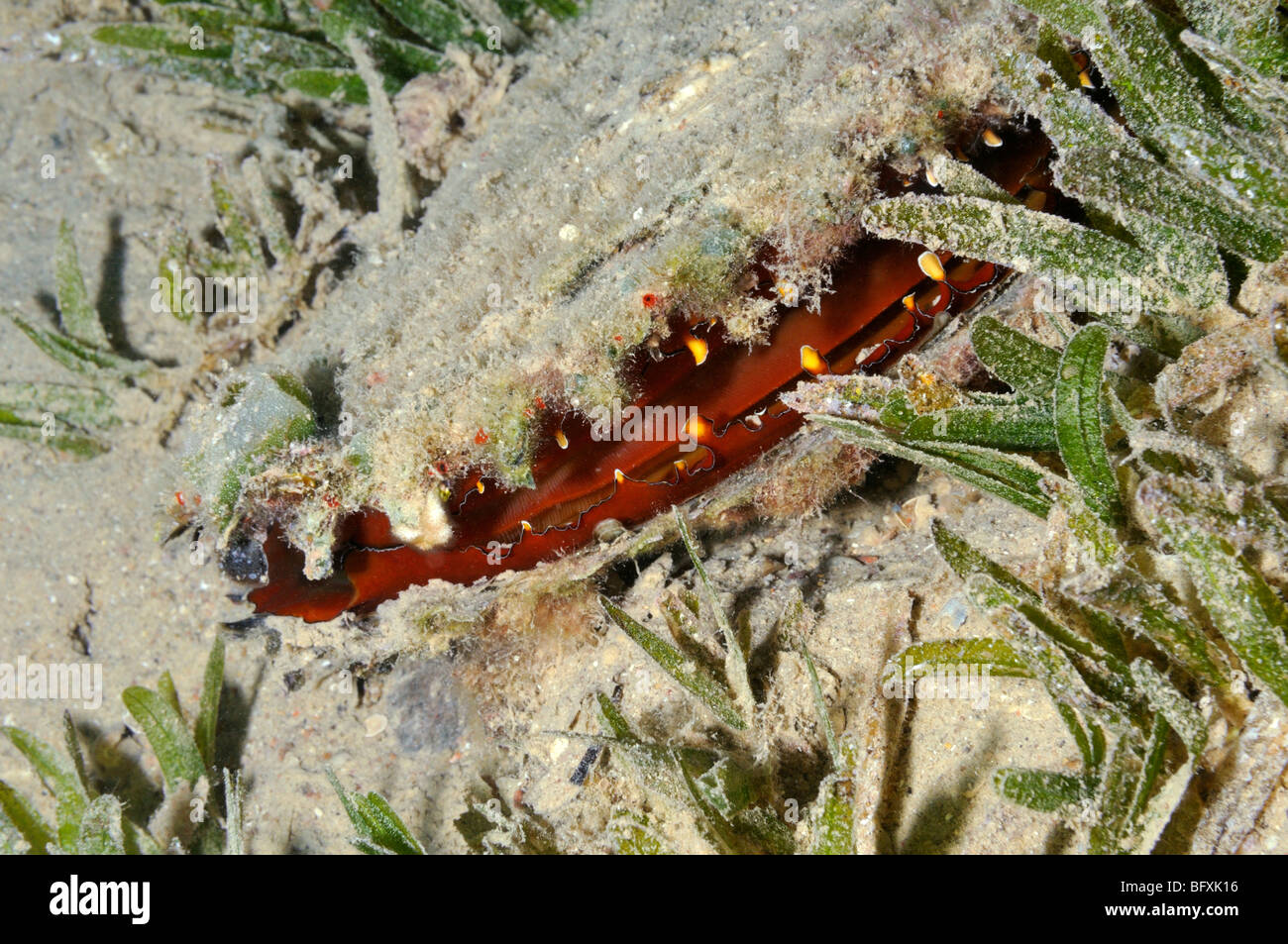 Pinctada margaritifera hi-res stock photography and images - Alamy
