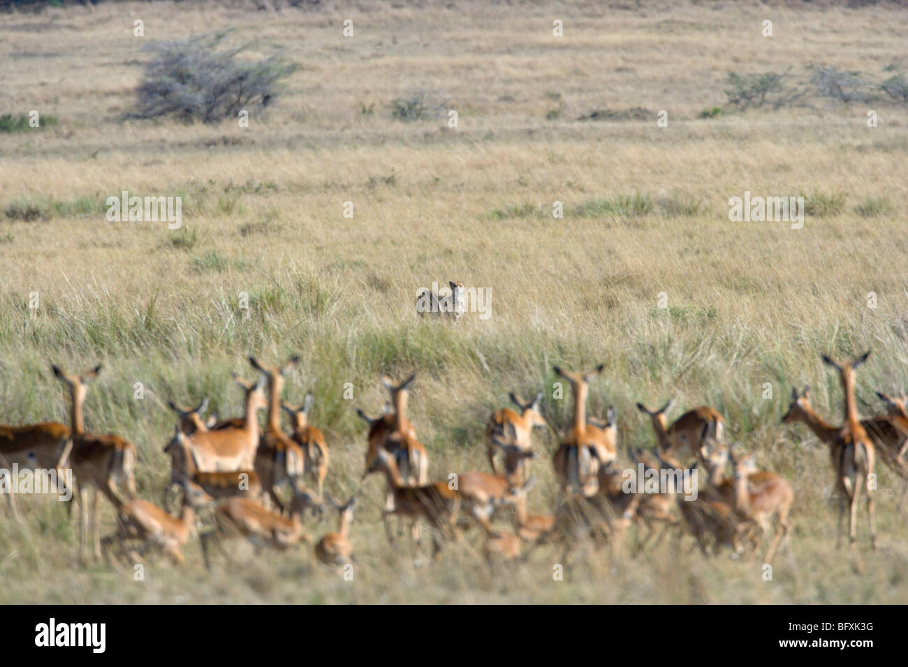 Cheetah hunting impala hi-res stock photography and images - Alamy