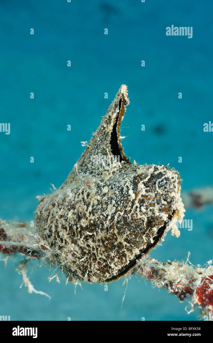 Egyptian "Wing oyster", Pteria aegyptiaca, "Red Sea Stock Photo - Alamy