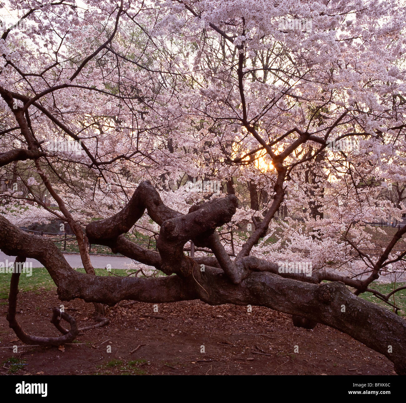 Japanese cherry tree in spring in Central Park Stock Photo - Alamy