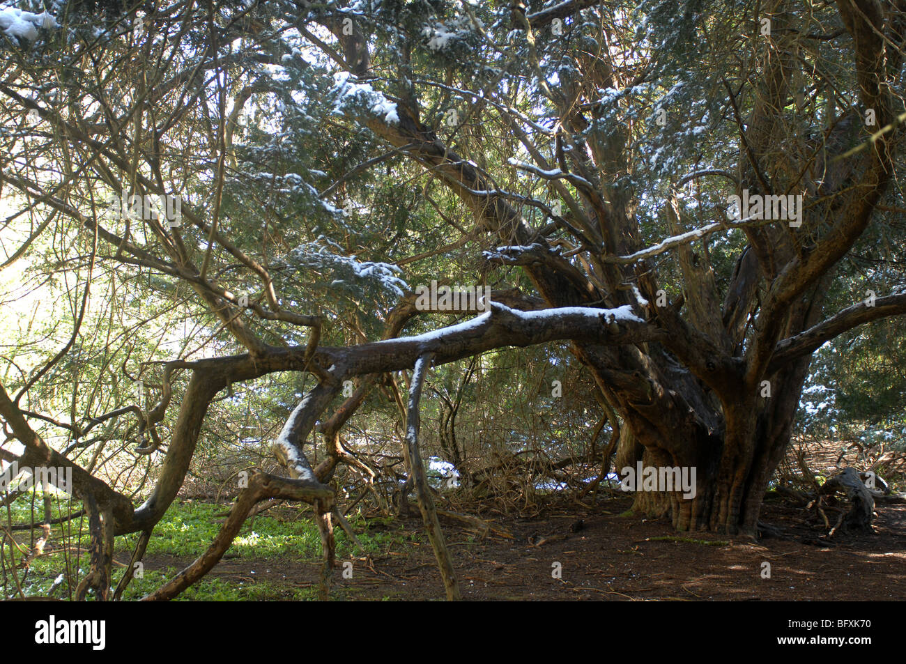Yew Trees, Kingley Vale National Nature Reserve, Chichester, West ...