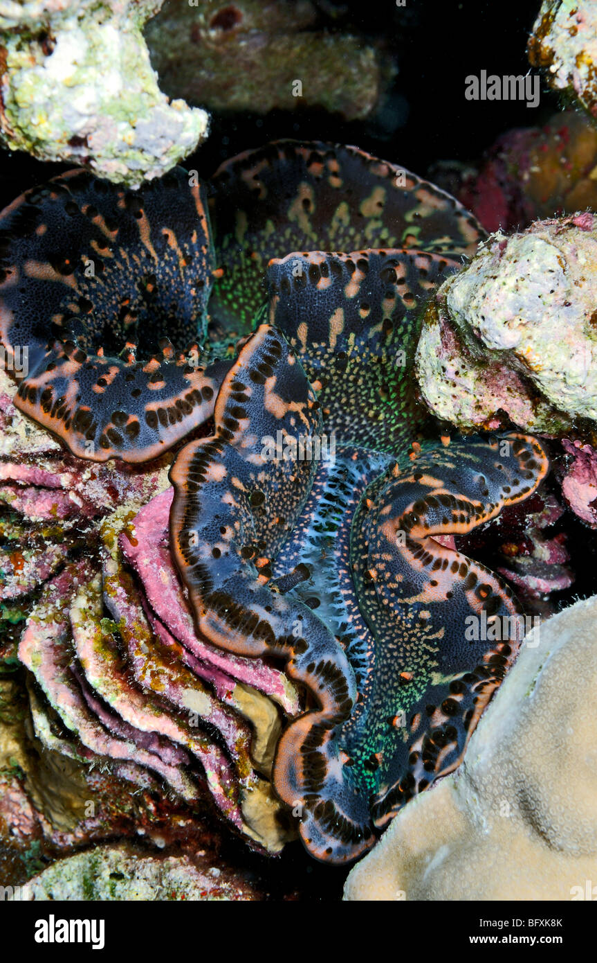Fluted, scaled or Squamosa giant clam, Tridacna squamosa, in coral reef ...