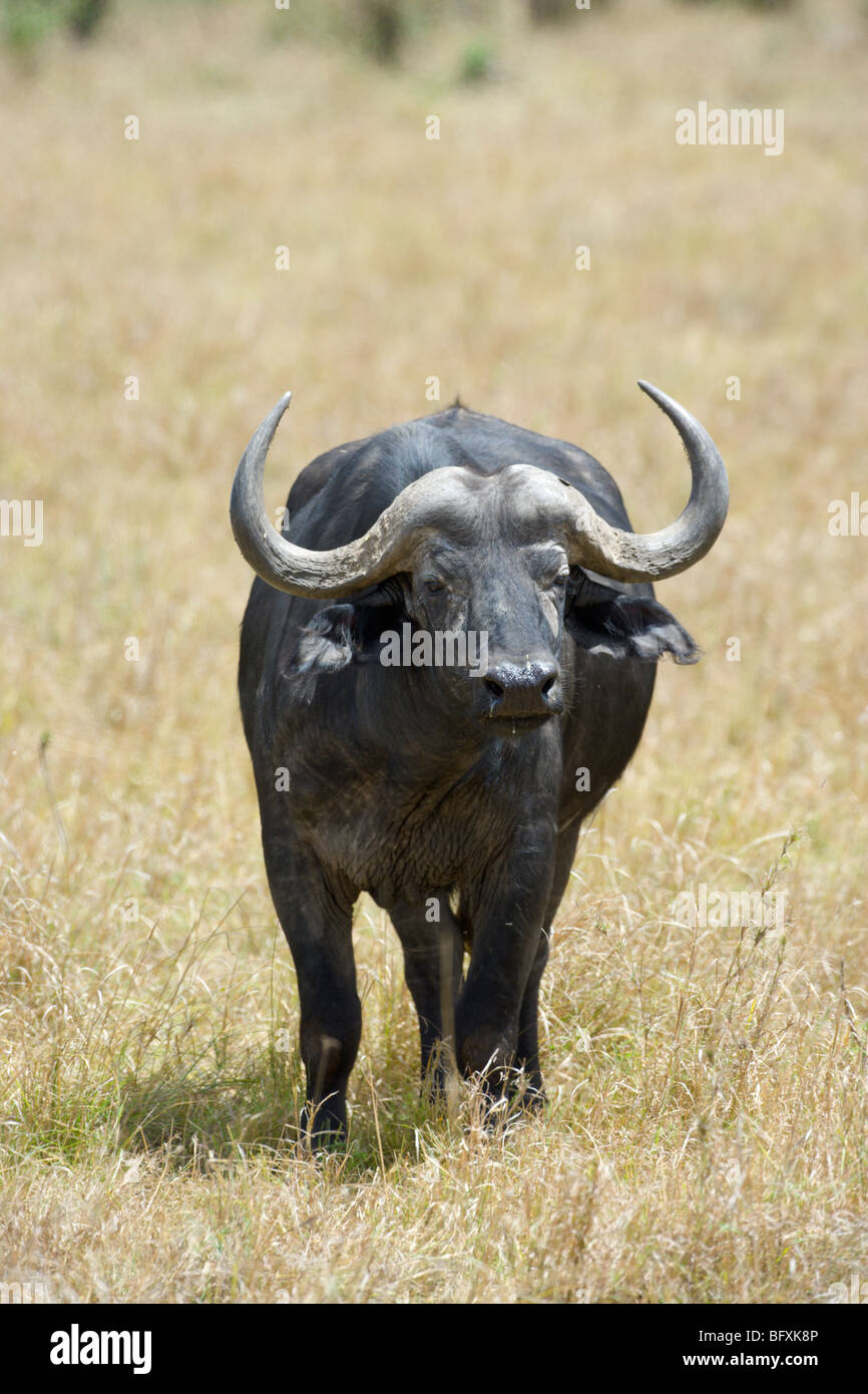 Female cape buffalo hi-res stock photography and images - Alamy