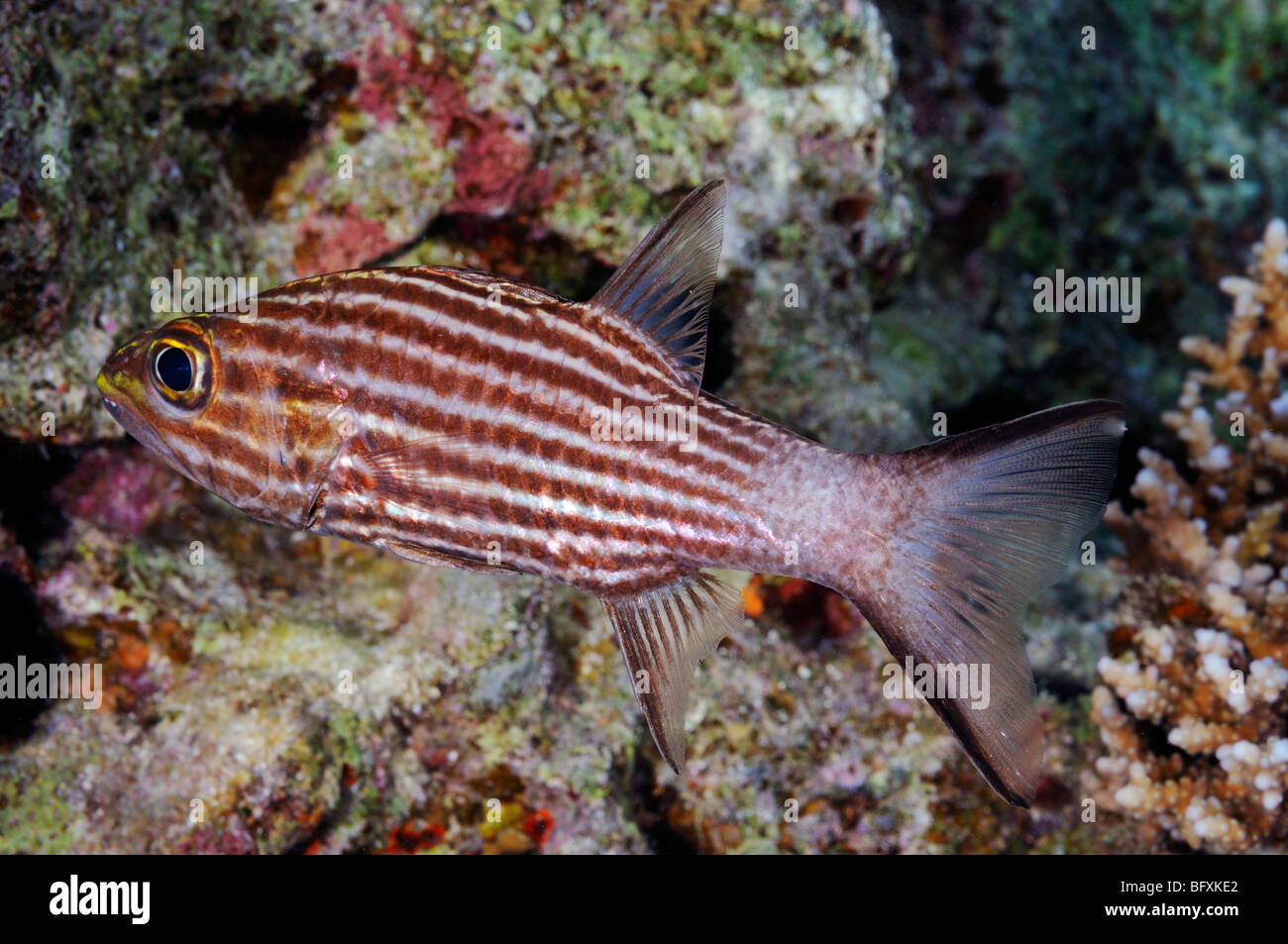 "Tiger cardinalfish" fish, Cheilodipterus macrodon, on coral reef, "Red ...