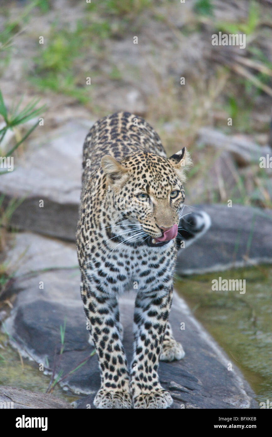 African female leopard hi-res stock photography and images - Alamy