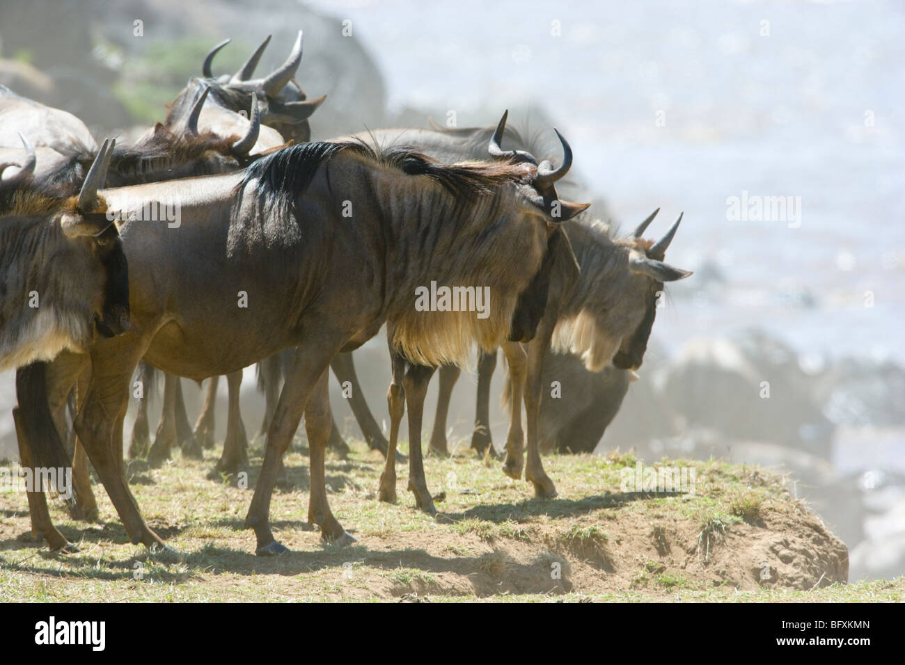 Mara cross hi-res stock photography and images - Alamy