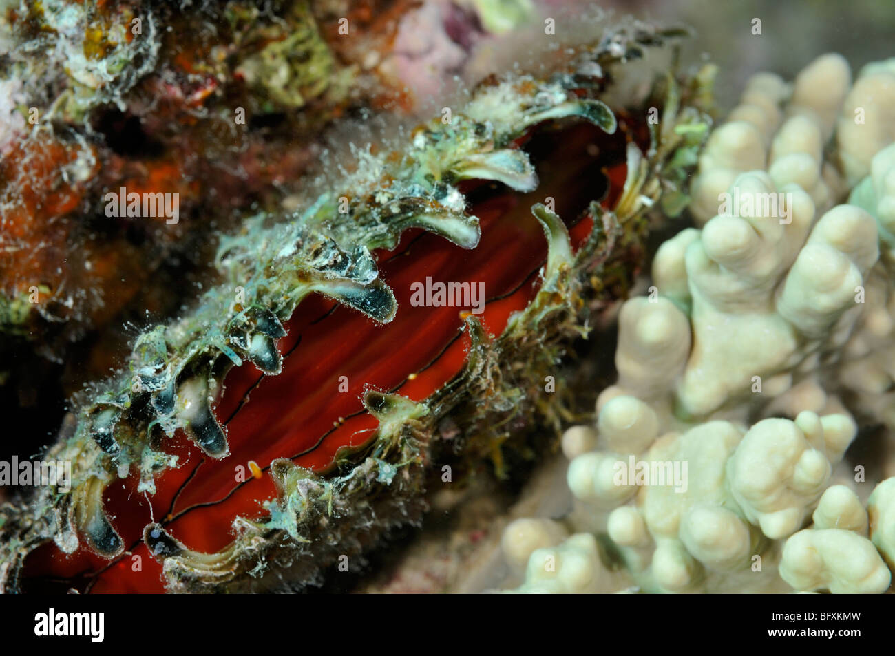 Pinctada margaritifera hi-res stock photography and images - Alamy