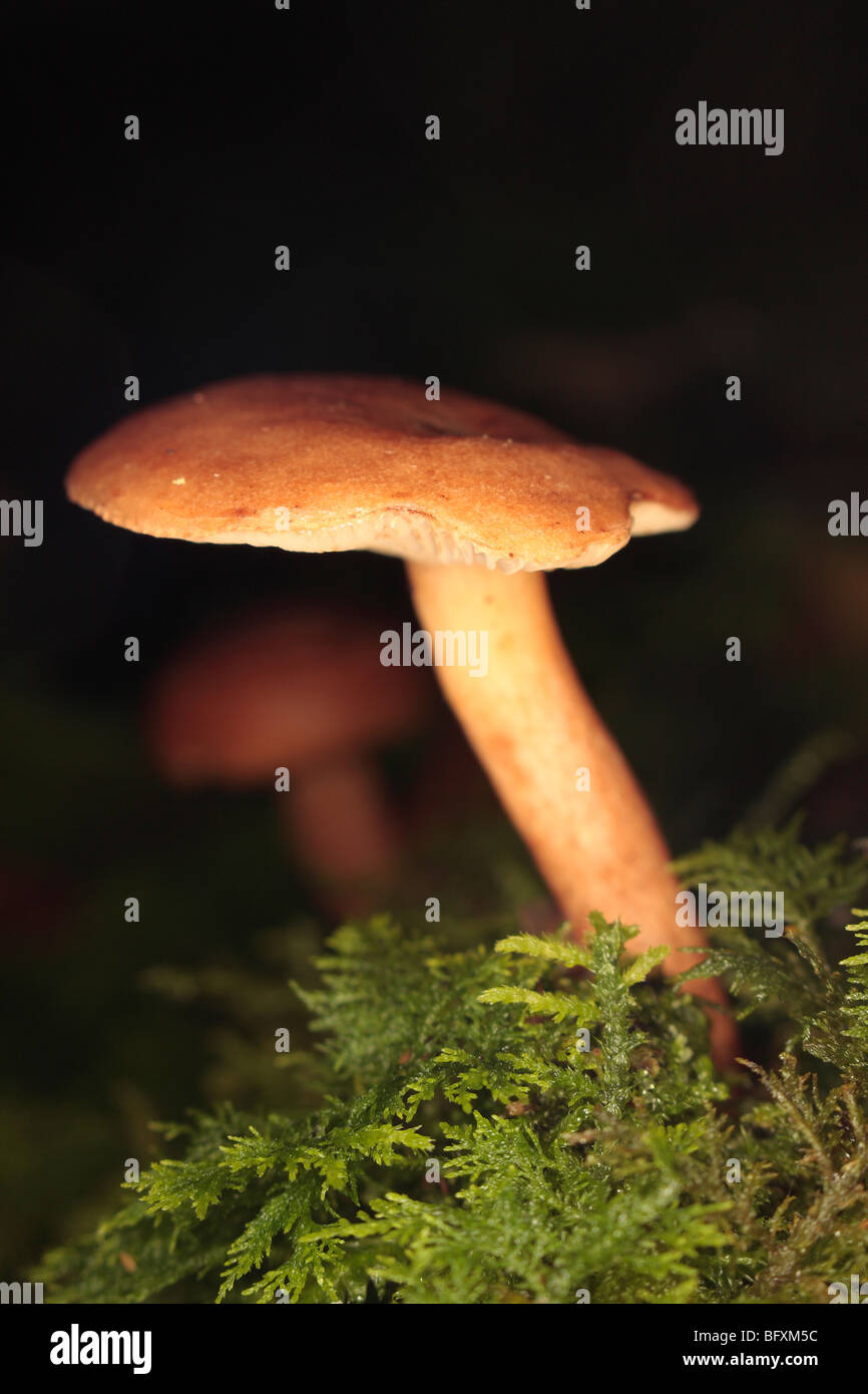 A species of Bolete Fungus Stock Photo - Alamy