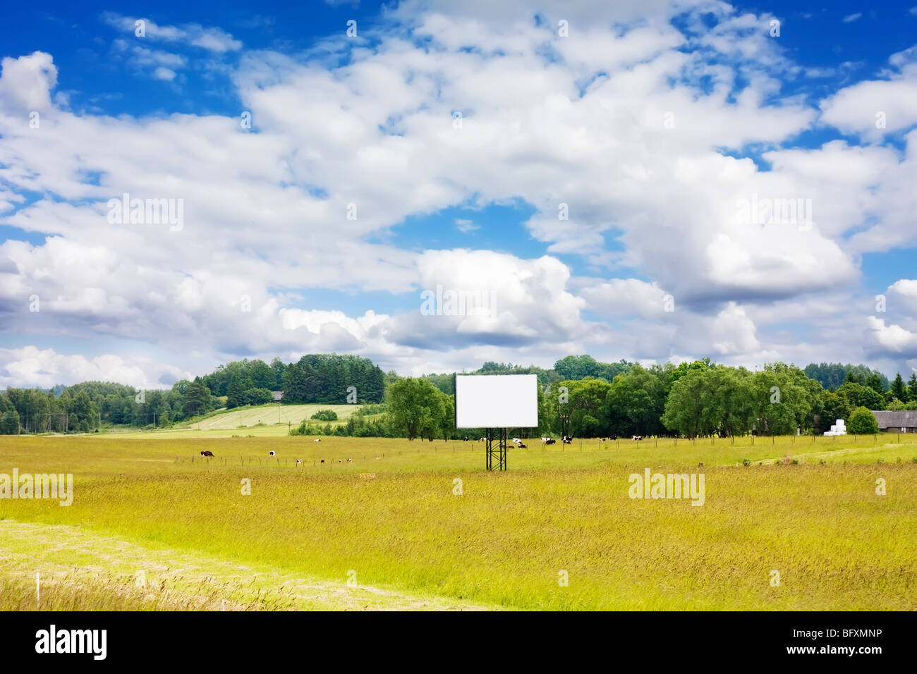 rural landscape with cows and blank billboard Stock Photo - Alamy