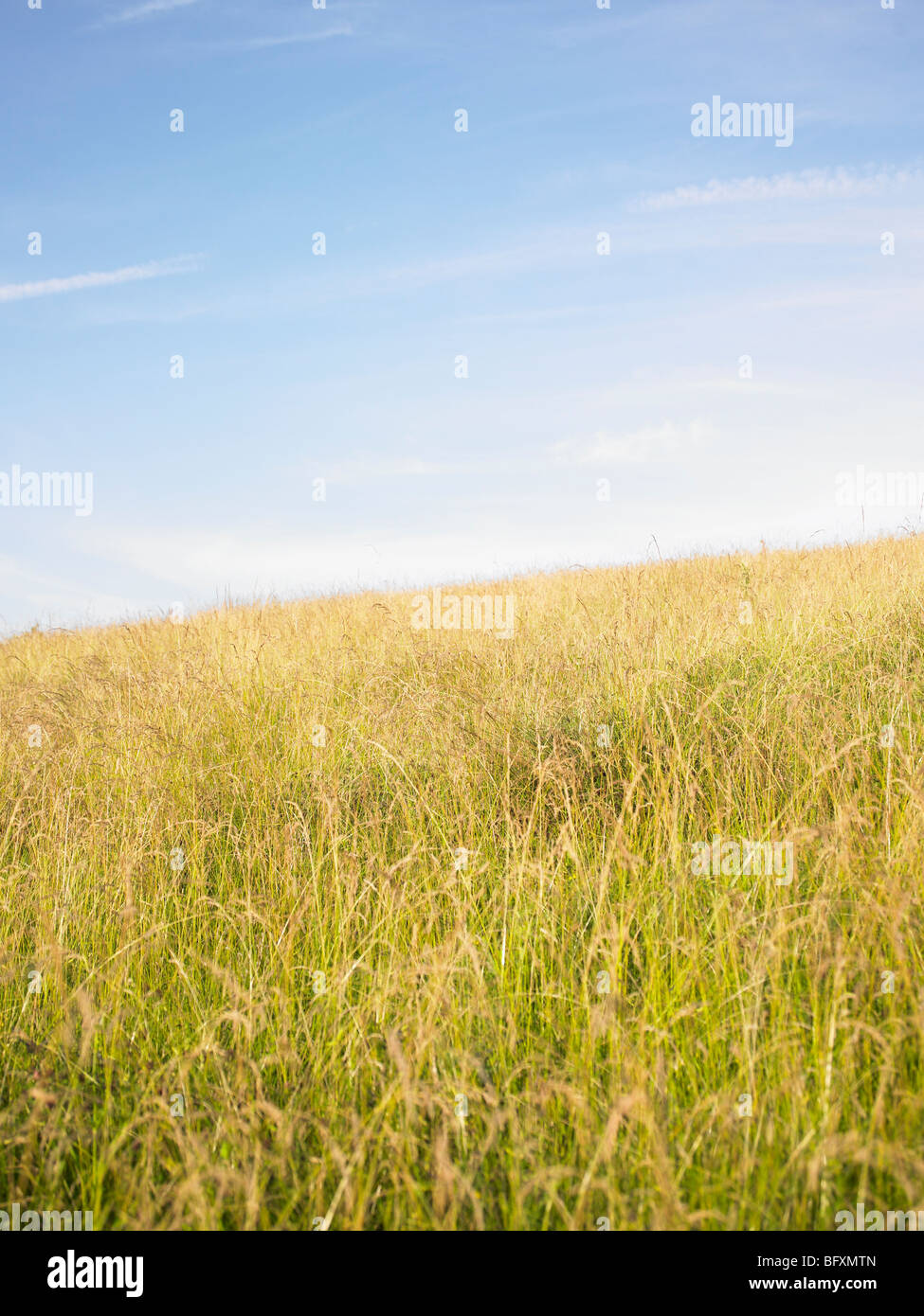 field of wild grasses Stock Photo - Alamy