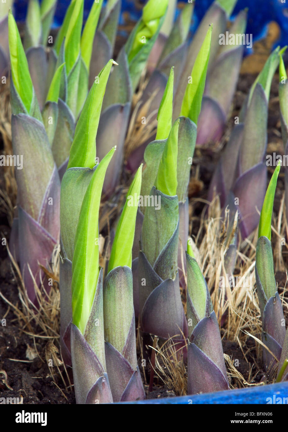 HOSTA PLANTS IN EARLY SPRING GROWTH Stock Photo - Alamy