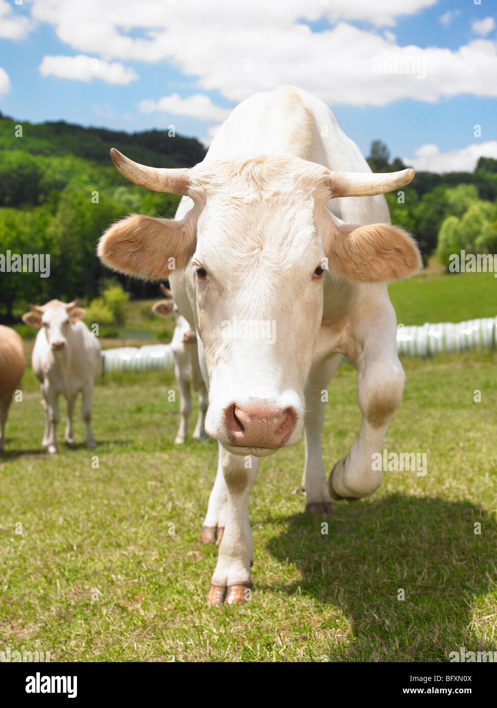 Sunny sunshine day daytime outdoor outdoors outside cow hi-res stock ...