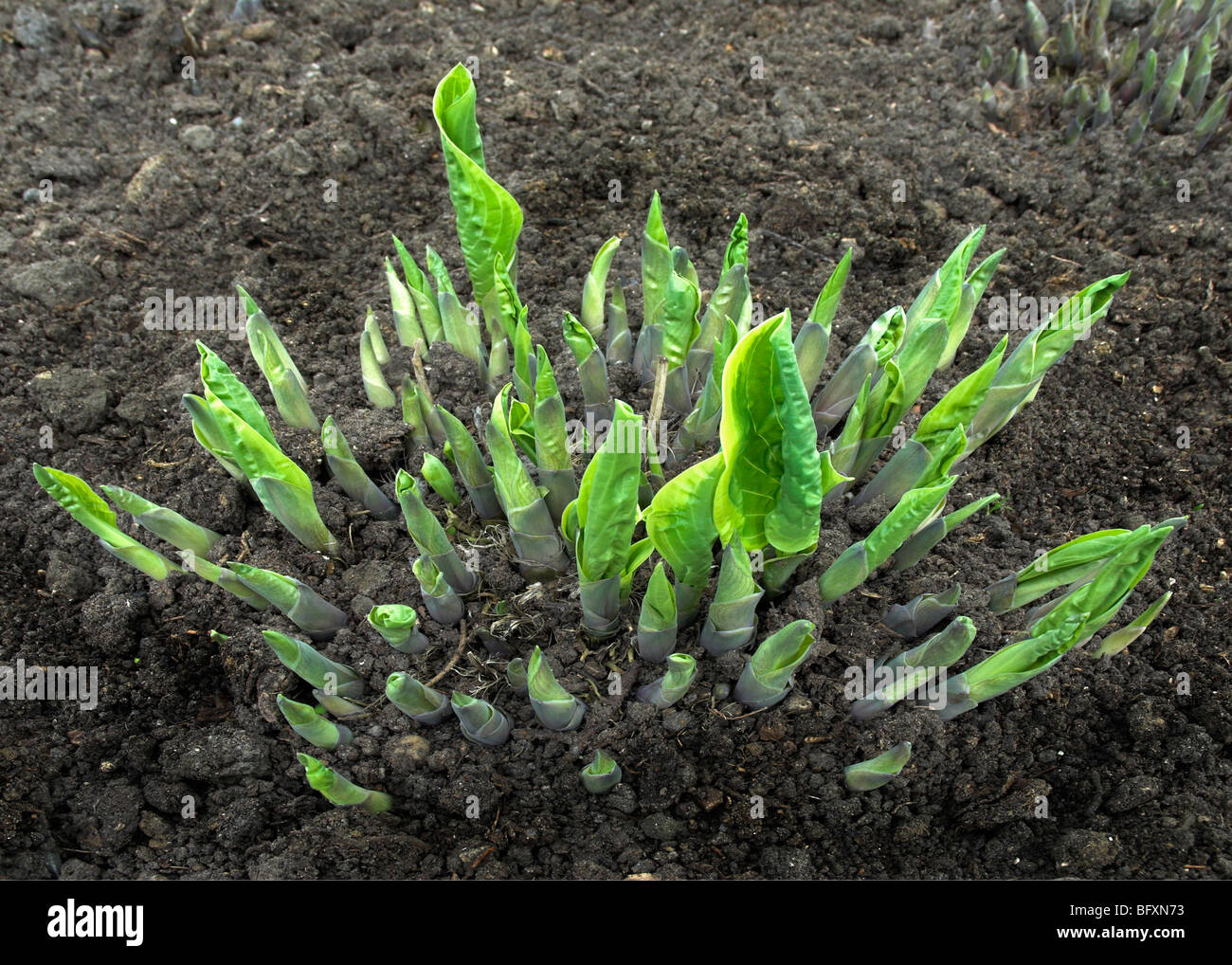 HOSTA PLANTS IN EARLY SPRING GROWTH Stock Photo - Alamy