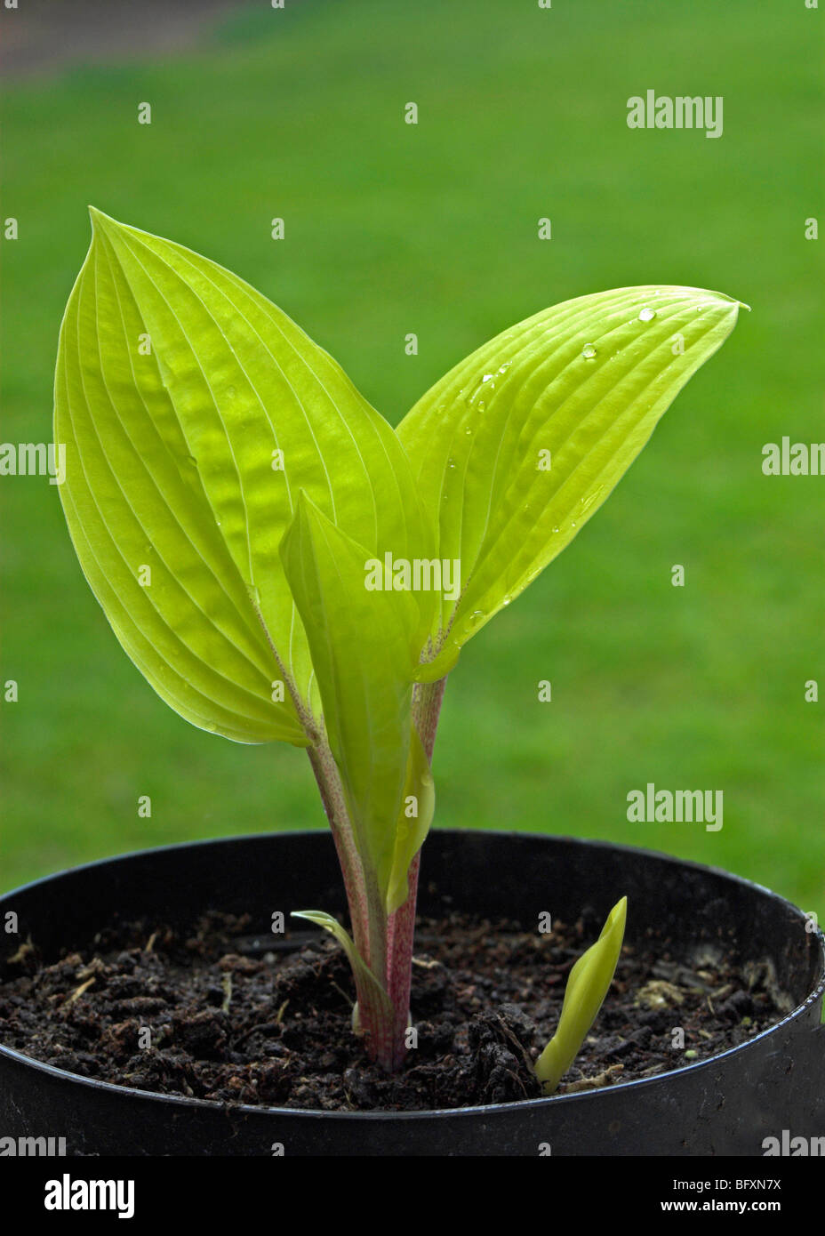 HOSTA PLANTS IN EARLY SPRING GROWTH Stock Photo - Alamy