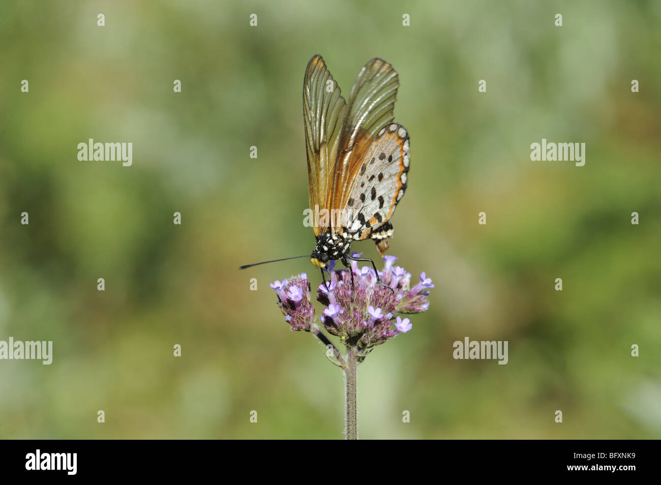 Acraea butterfly on purple flower Stock Photo - Alamy