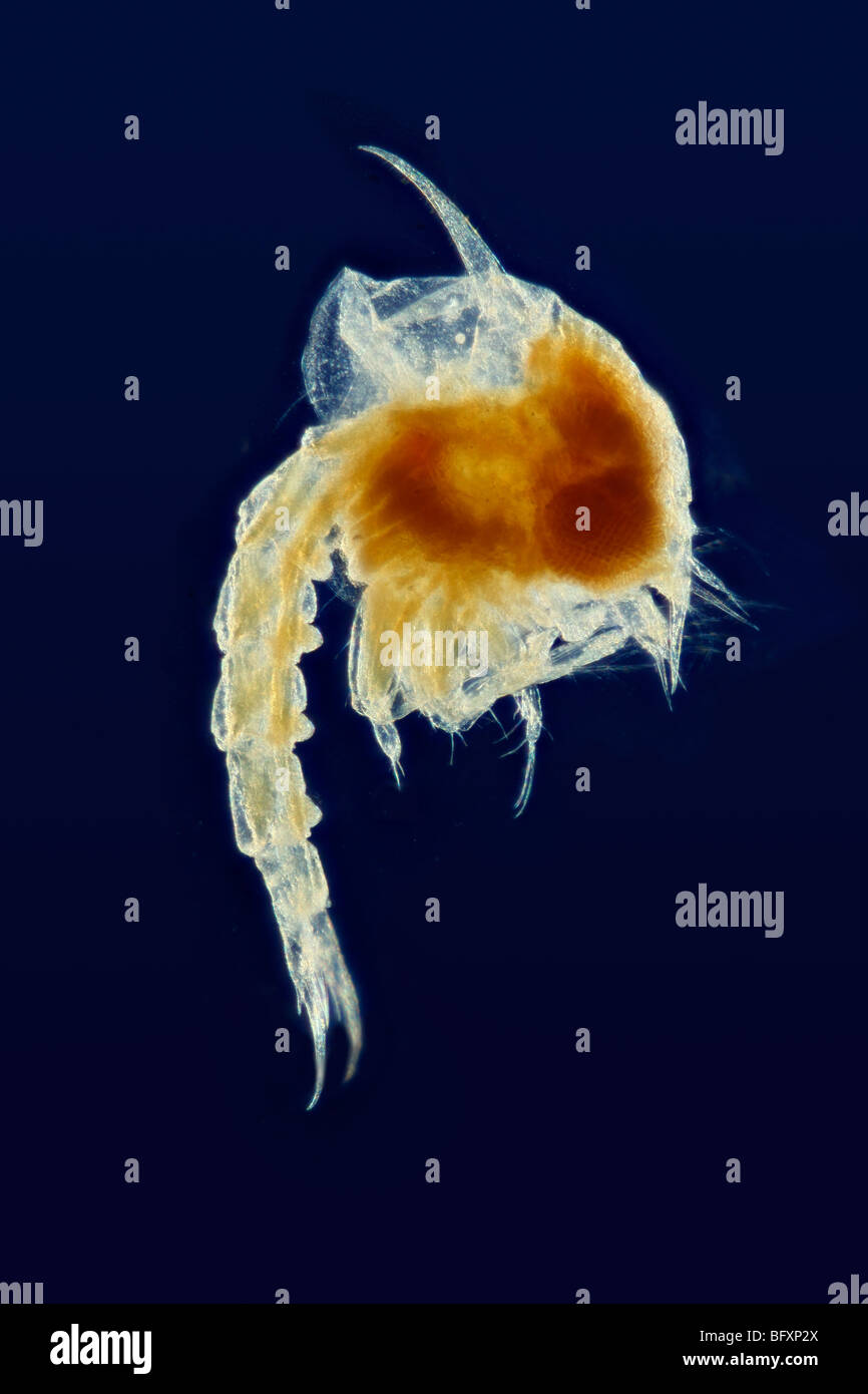 Zoea hi-res stock photography and images - Alamy