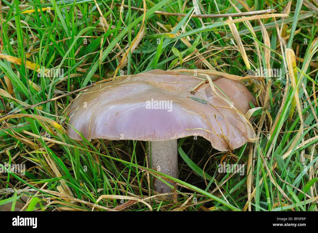 Wood Blewit Fungus - Lepista nuda Stock Photo - Alamy