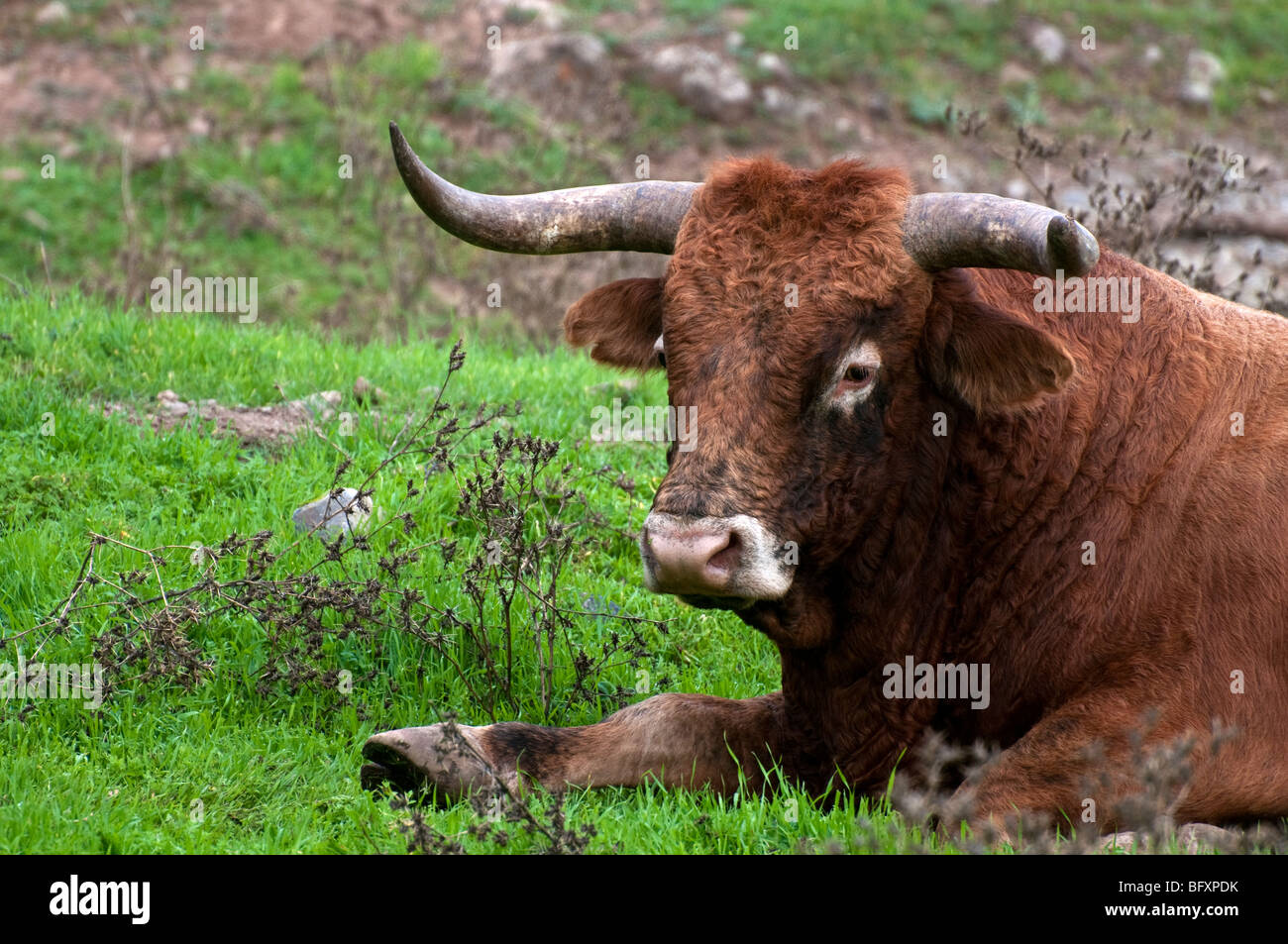 Texas longhorn steer Stock Photo - Alamy