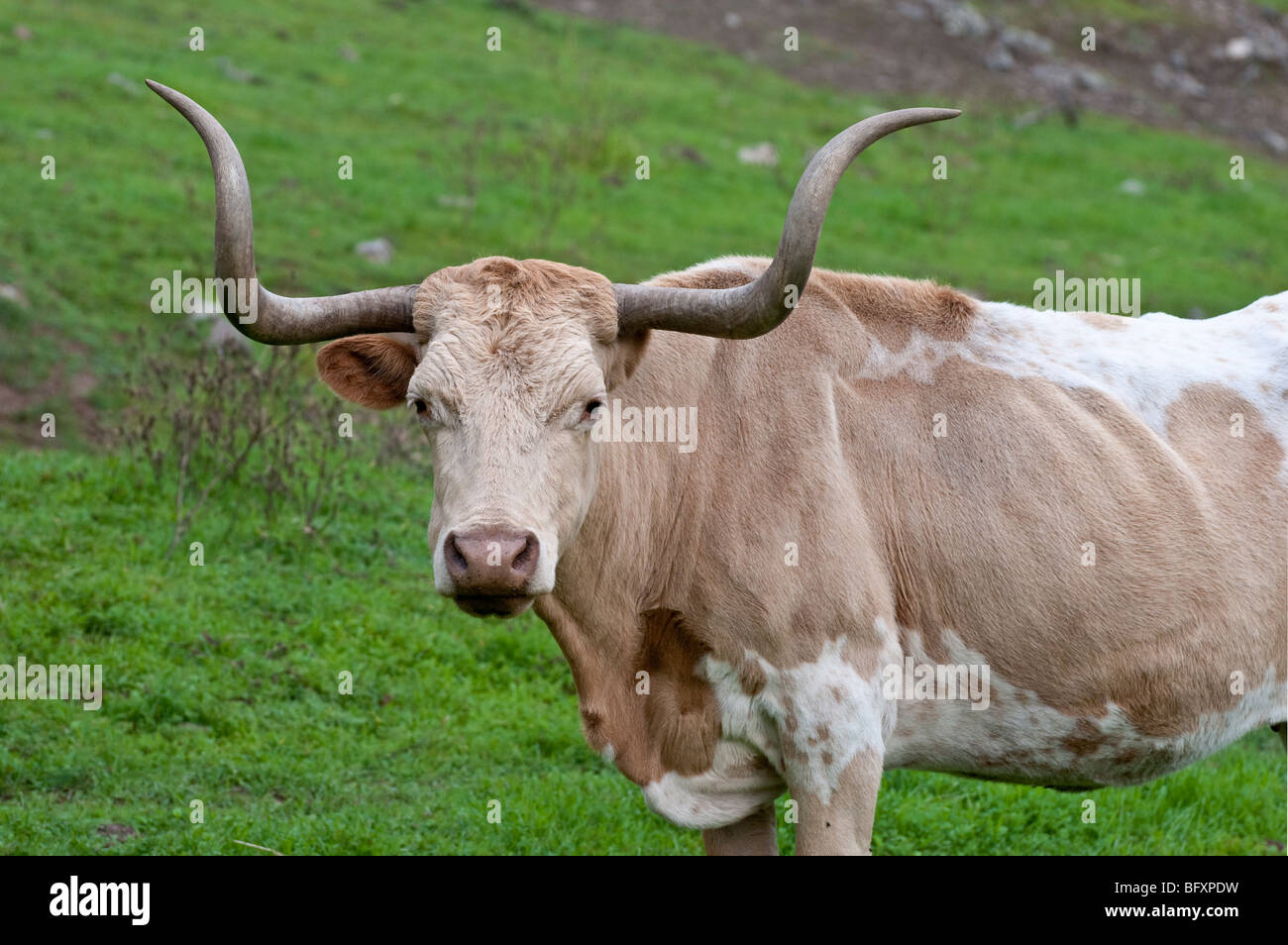 Texas longhorn steer Stock Photo - Alamy