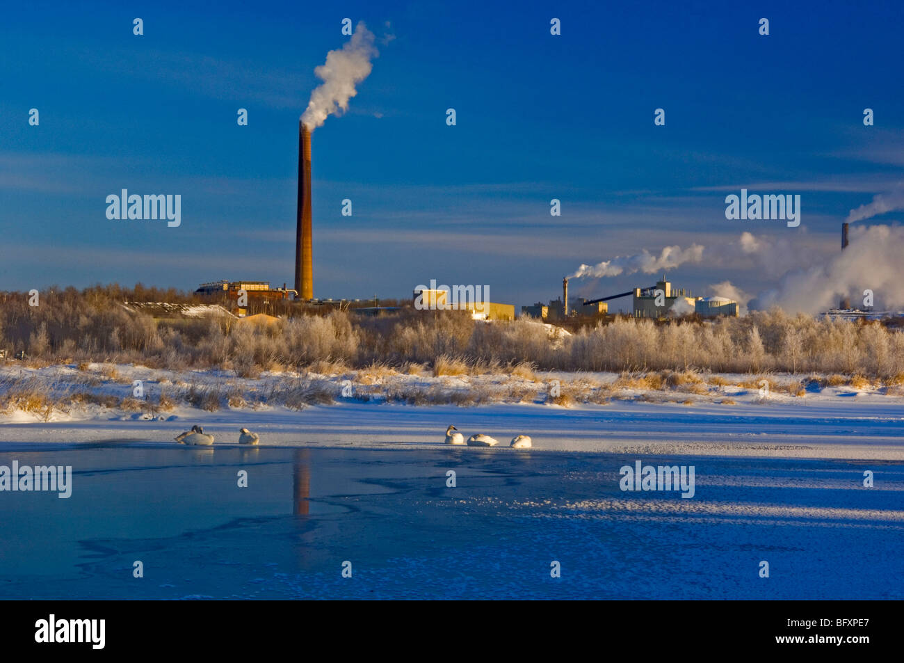 Vale Superstack overlooking Junction Creek with resting trumpeter swans ...