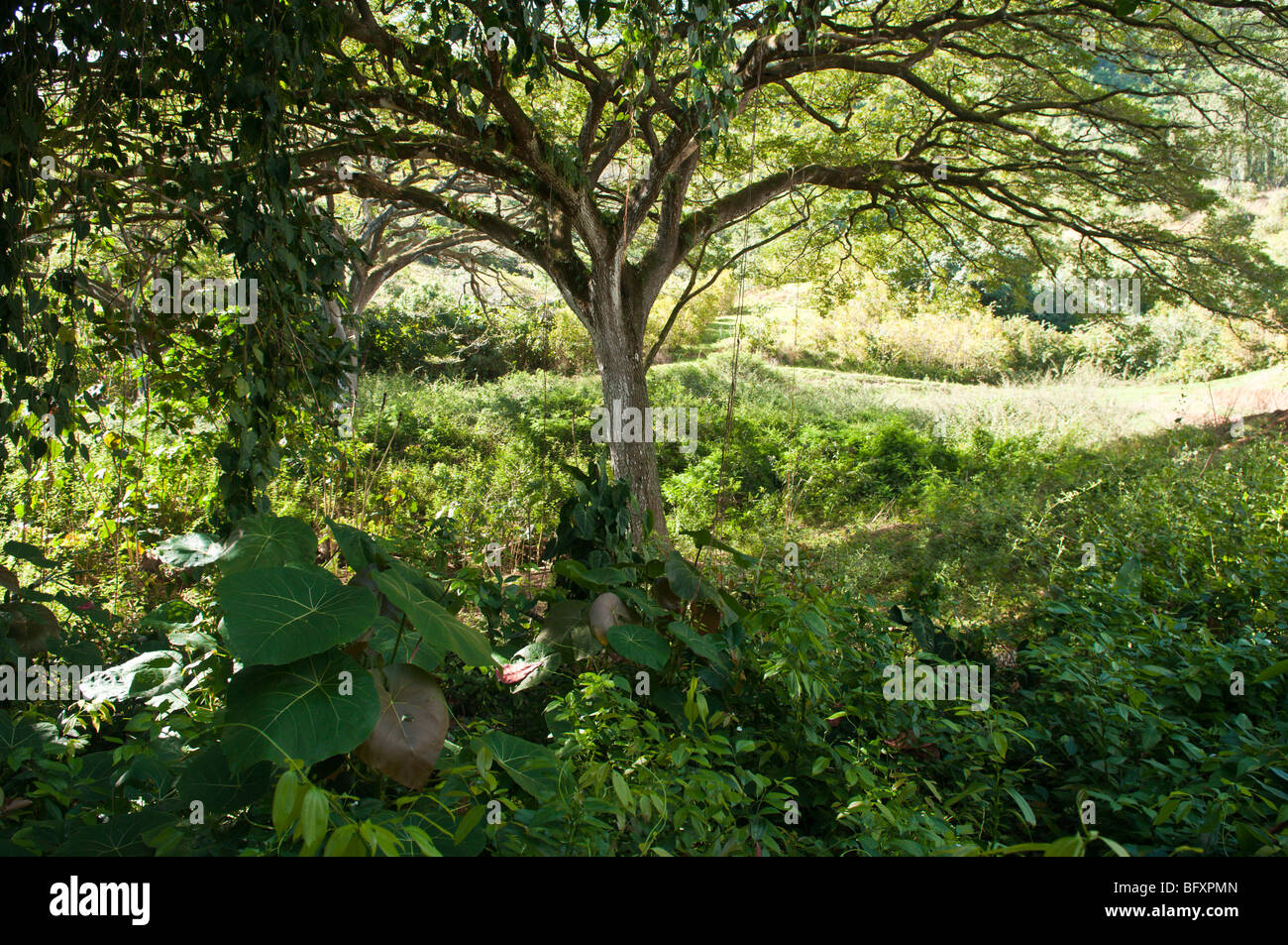 Tropical rainforest, Oahu, Hawaii Stock Photo - Alamy