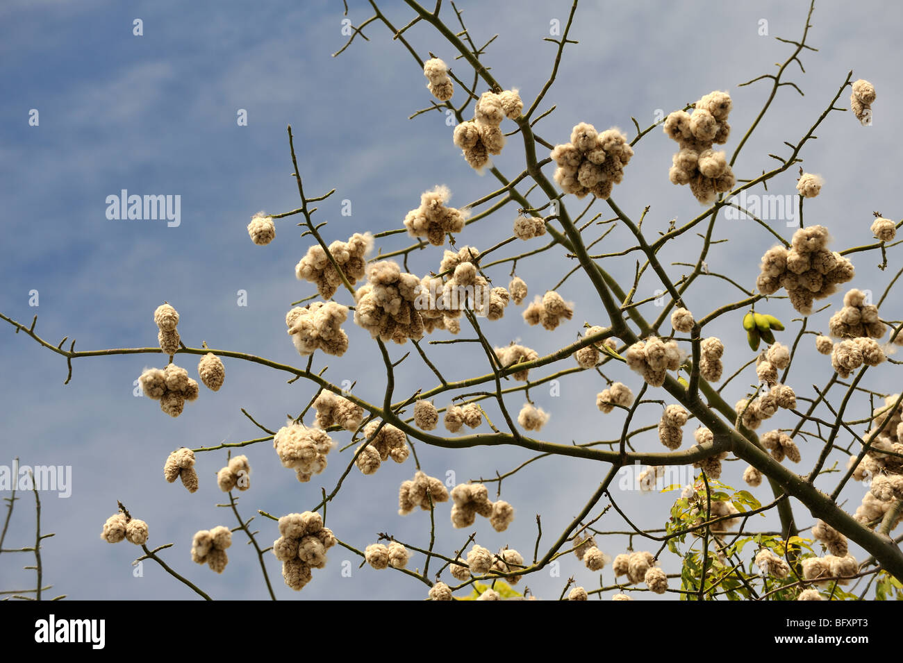 Pods of the Kapok tree (Ceiba pentandra) bursting open, showing raw ...