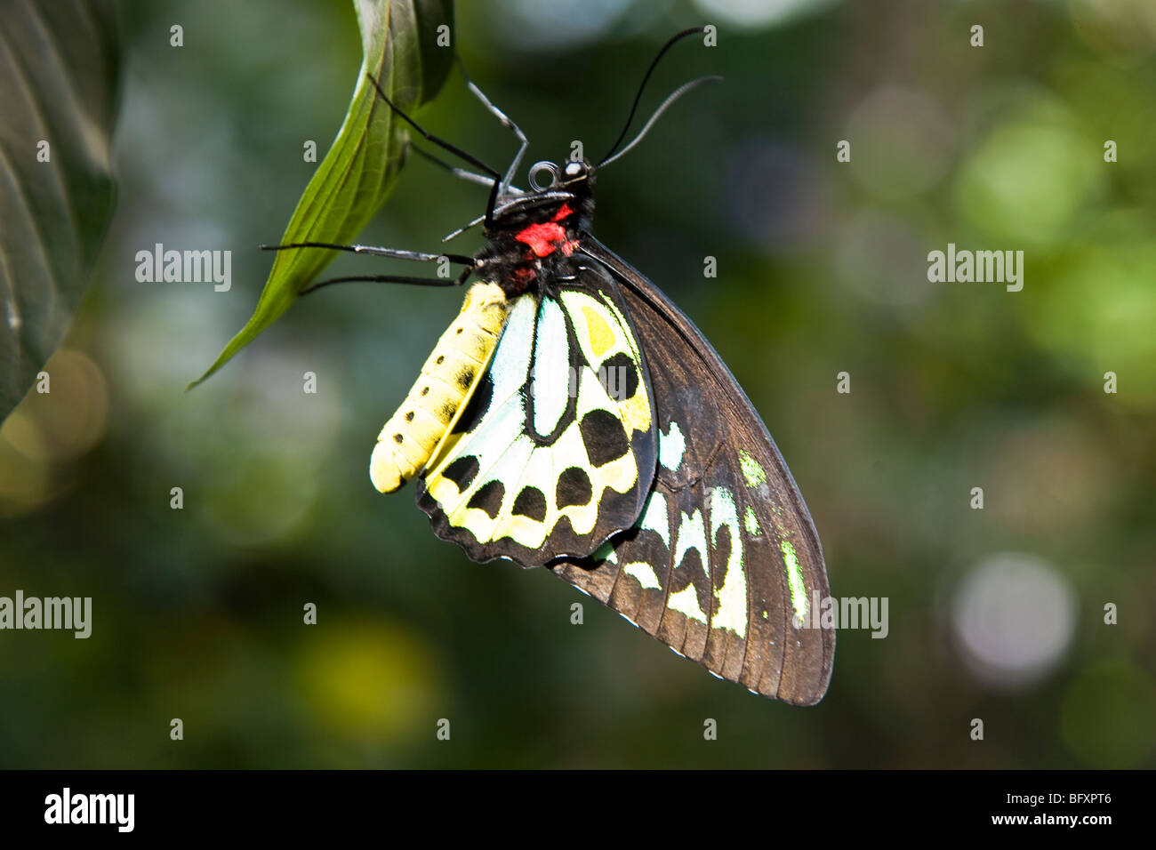 A butterfly at the Key West Butterfly and Nature Conservatory Florida ...