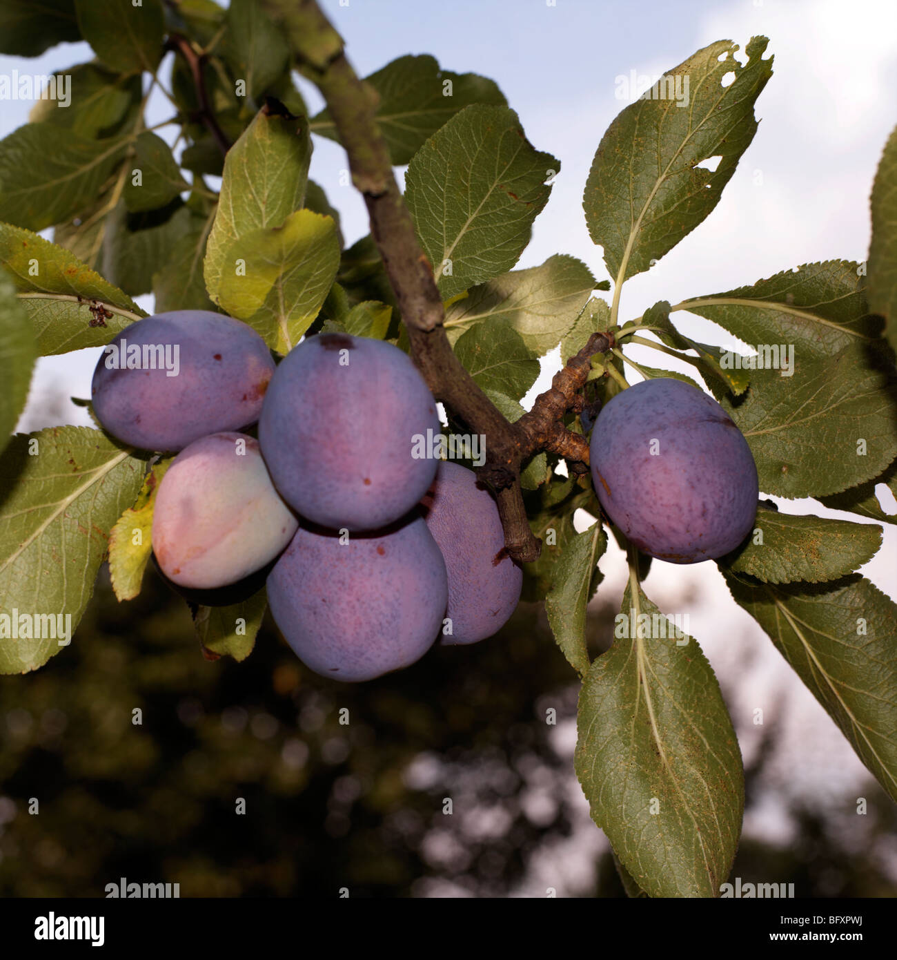 Victoria Plums on Tree Stock Photo - Alamy