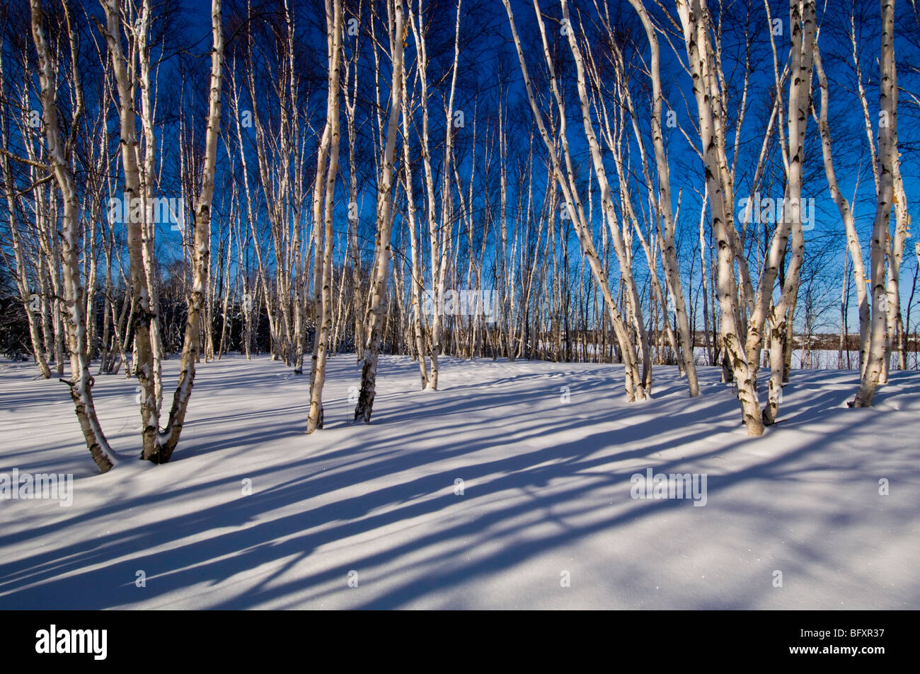 Shadows on fresh snow in white birch tree woodlot, Greater Sudbury ...