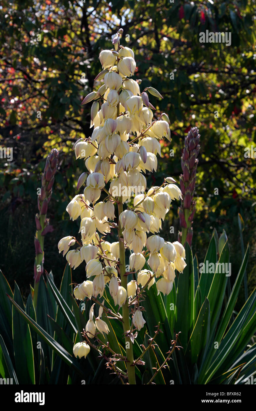 Yucca filamentosa, commonly known as Adam's needle in flower in the ...