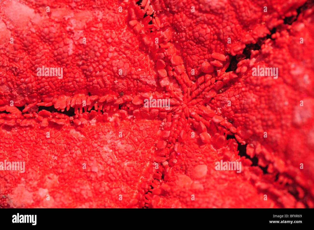 Starfish Shell close-up Stock Photo - Alamy
