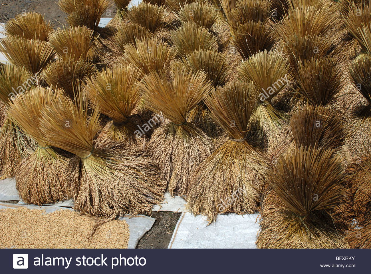 Sheaves Of Rice Stock Photos & Sheaves Of Rice Stock Images - Alamy