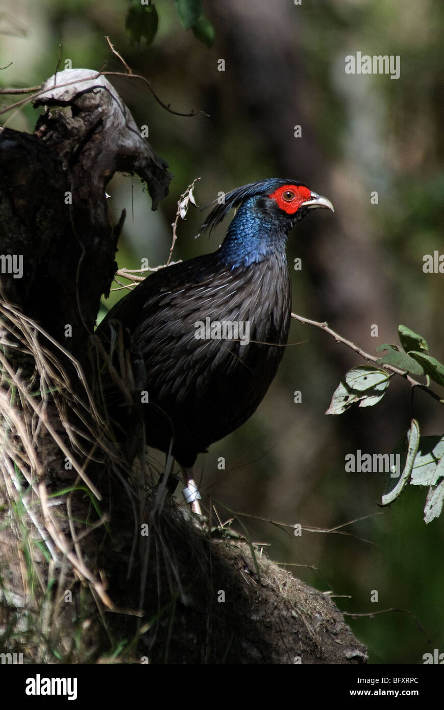 Kalij Pheasant Lophura leucomelanos male Hawaii Volcanoes National Park ...