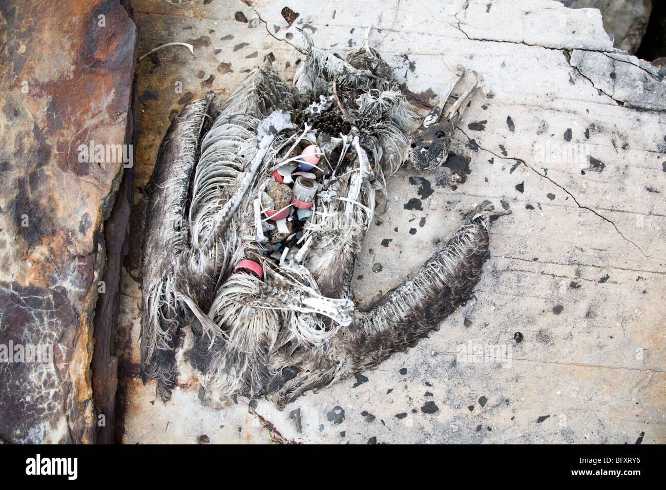 Albatross plastic stomach hi-res stock photography and images - Alamy