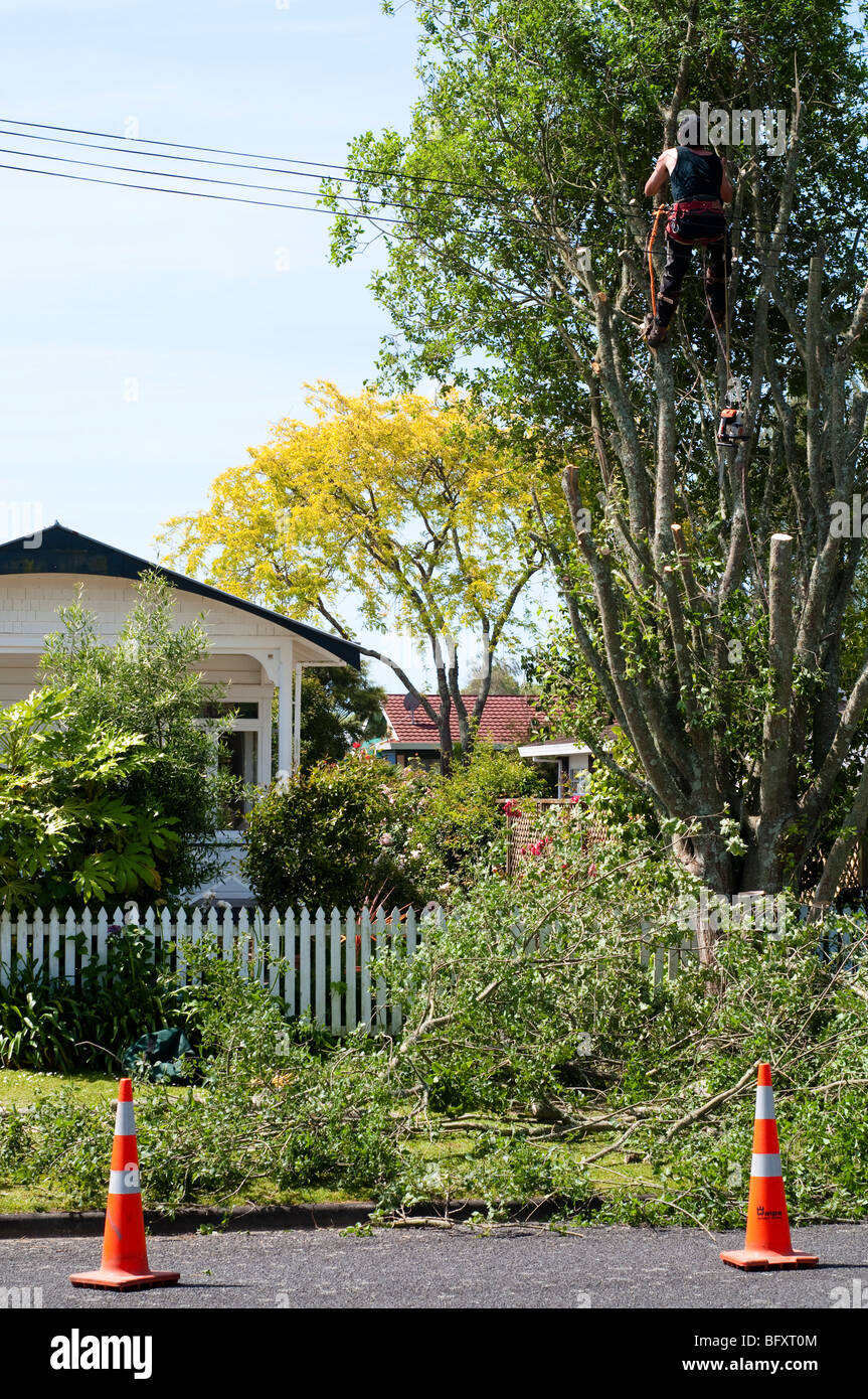 Men cutting tree with chain saw and shredding branches in machine Stock ...