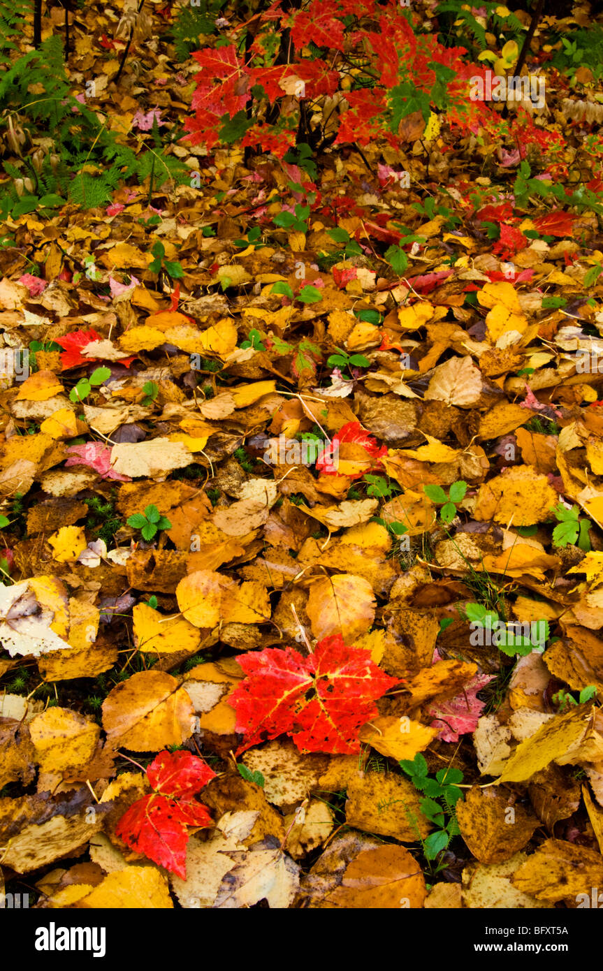 Canadian change falling hi-res stock photography and images - Alamy