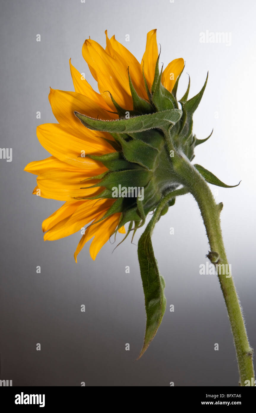 Sunflower Studio Pictures on White or Grey Background, one alone or ...