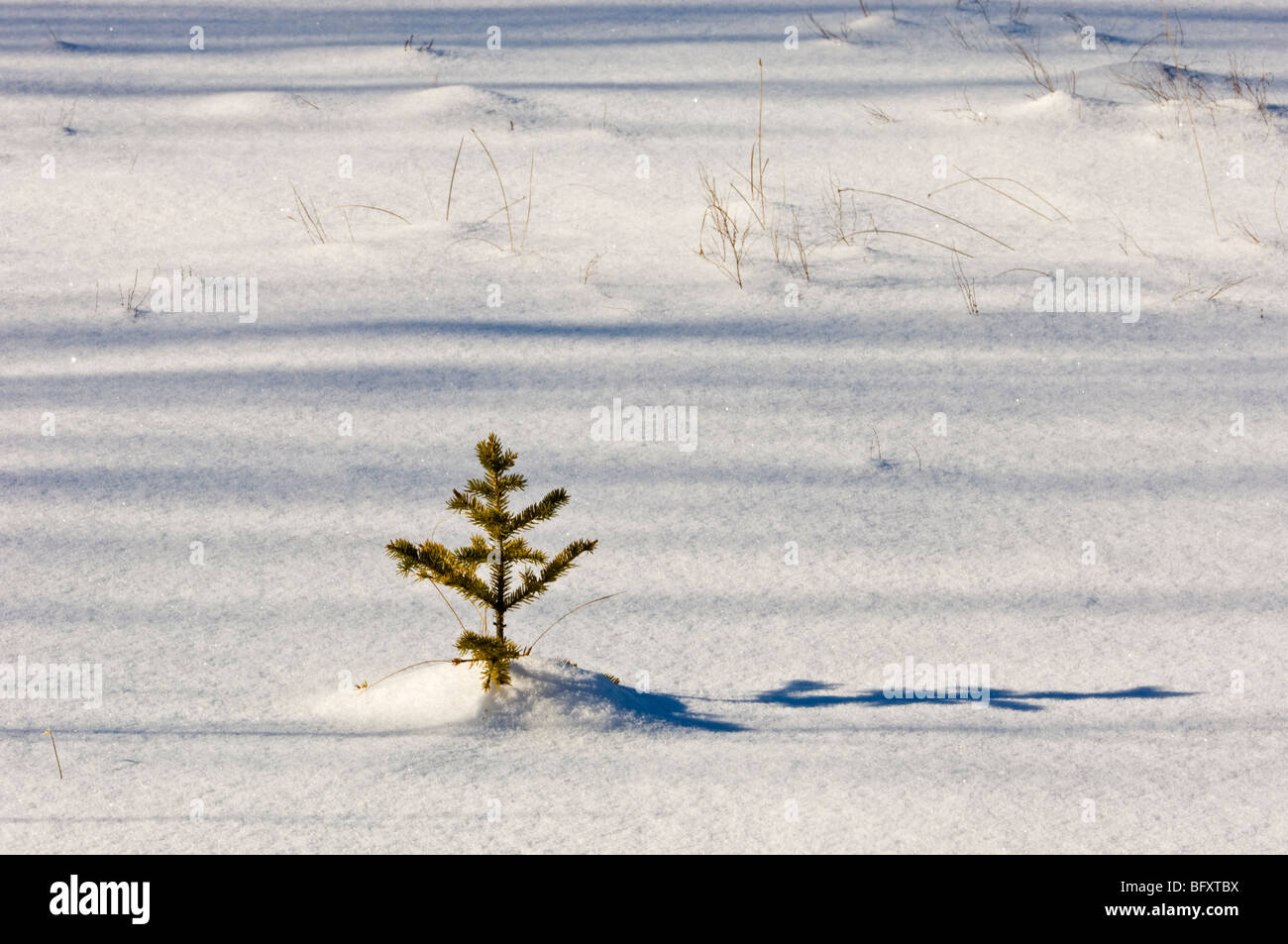 Tree shadows and spruce seedling protruding through snow, Greater ...