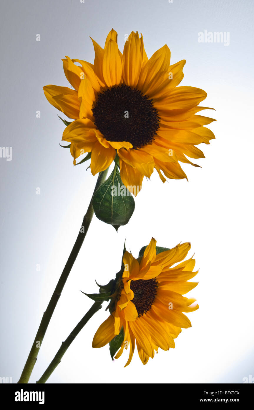 Sunflower Studio Pictures on White or Grey Background, one alone or groups Stock Photo - Alamy