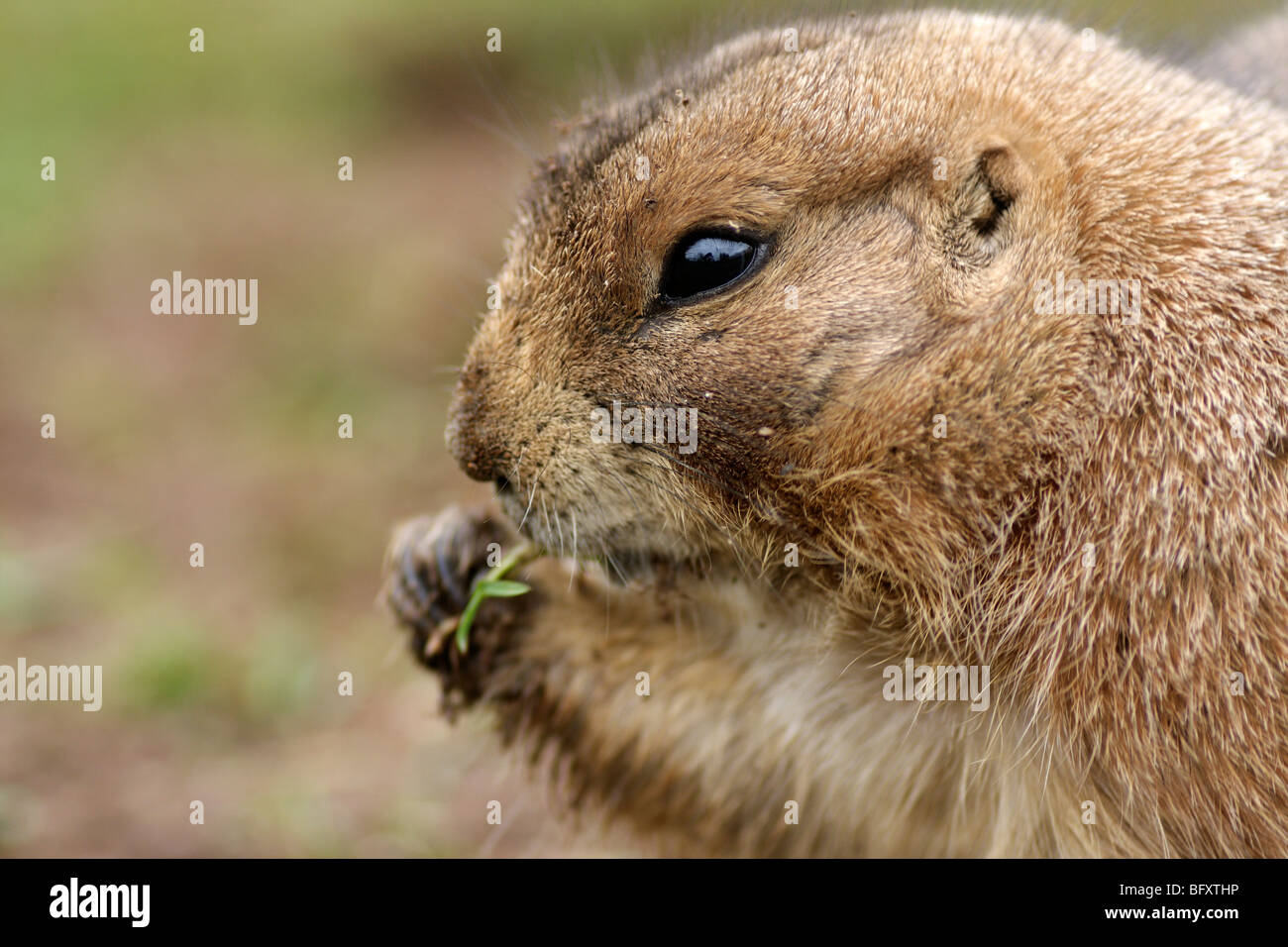 Eating same thing hi-res stock photography and images - Alamy