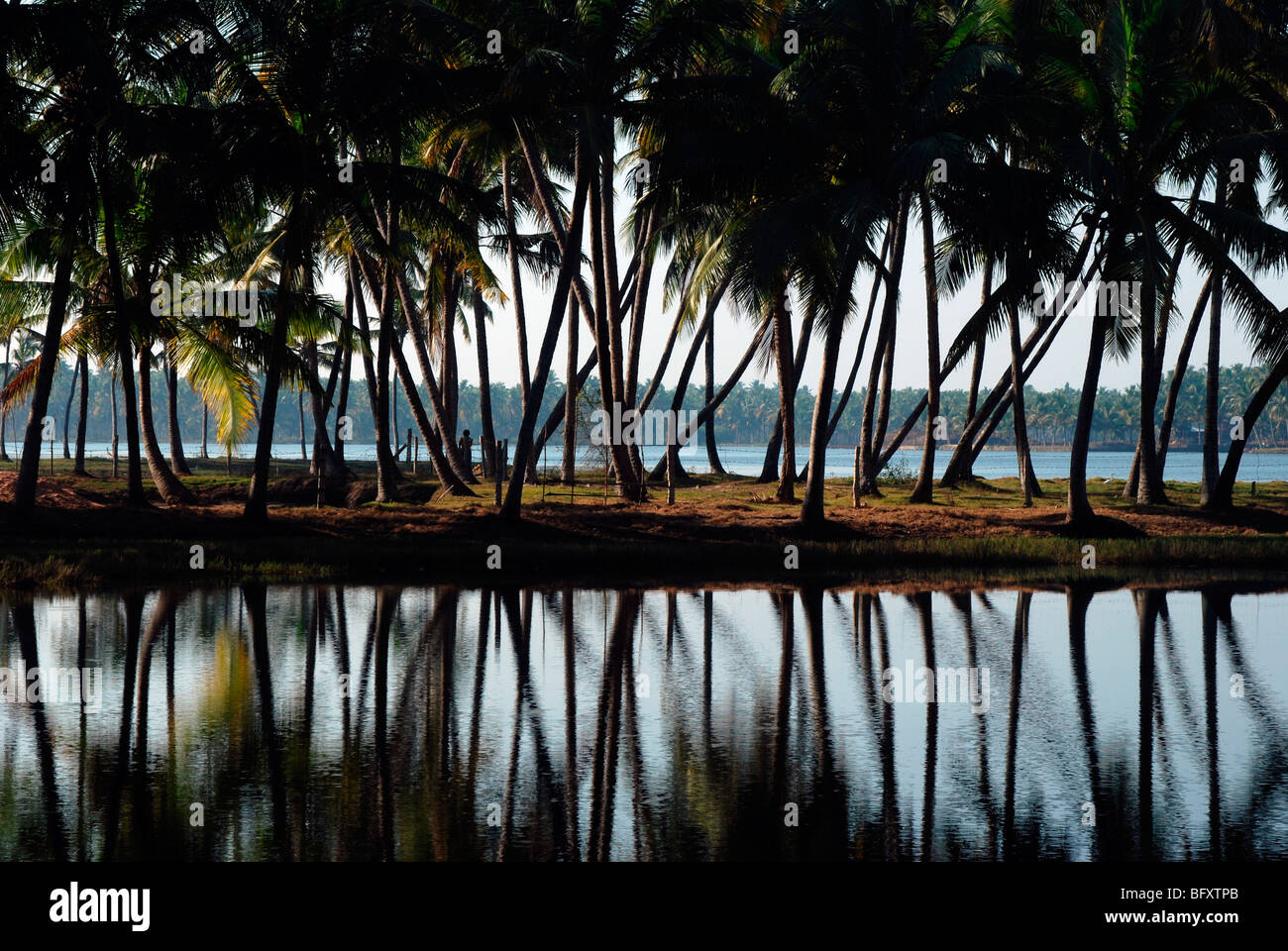 A coconut landscape from kerala backwaters; india Stock Photo - Alamy