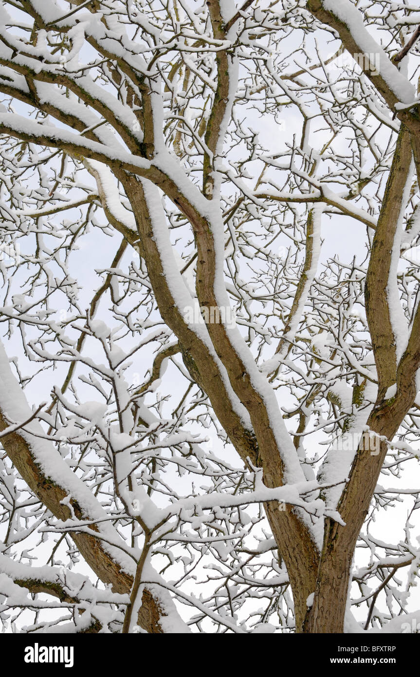 Walnut tree branches hi-res stock photography and images - Alamy
