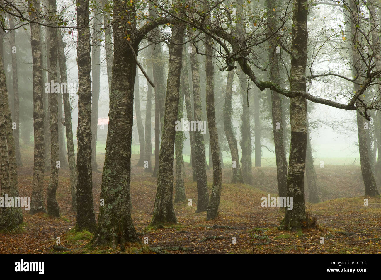 forest fog in the portuguese national park Stock Photo - Alamy