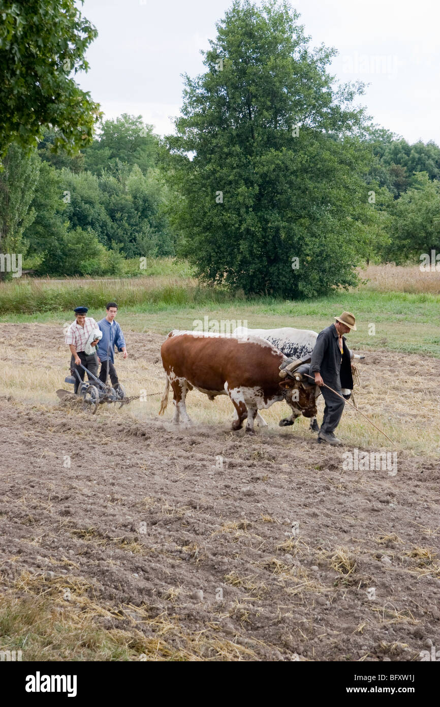 Bullock bullocks ploughing farm hi-res stock photography and images - Alamy