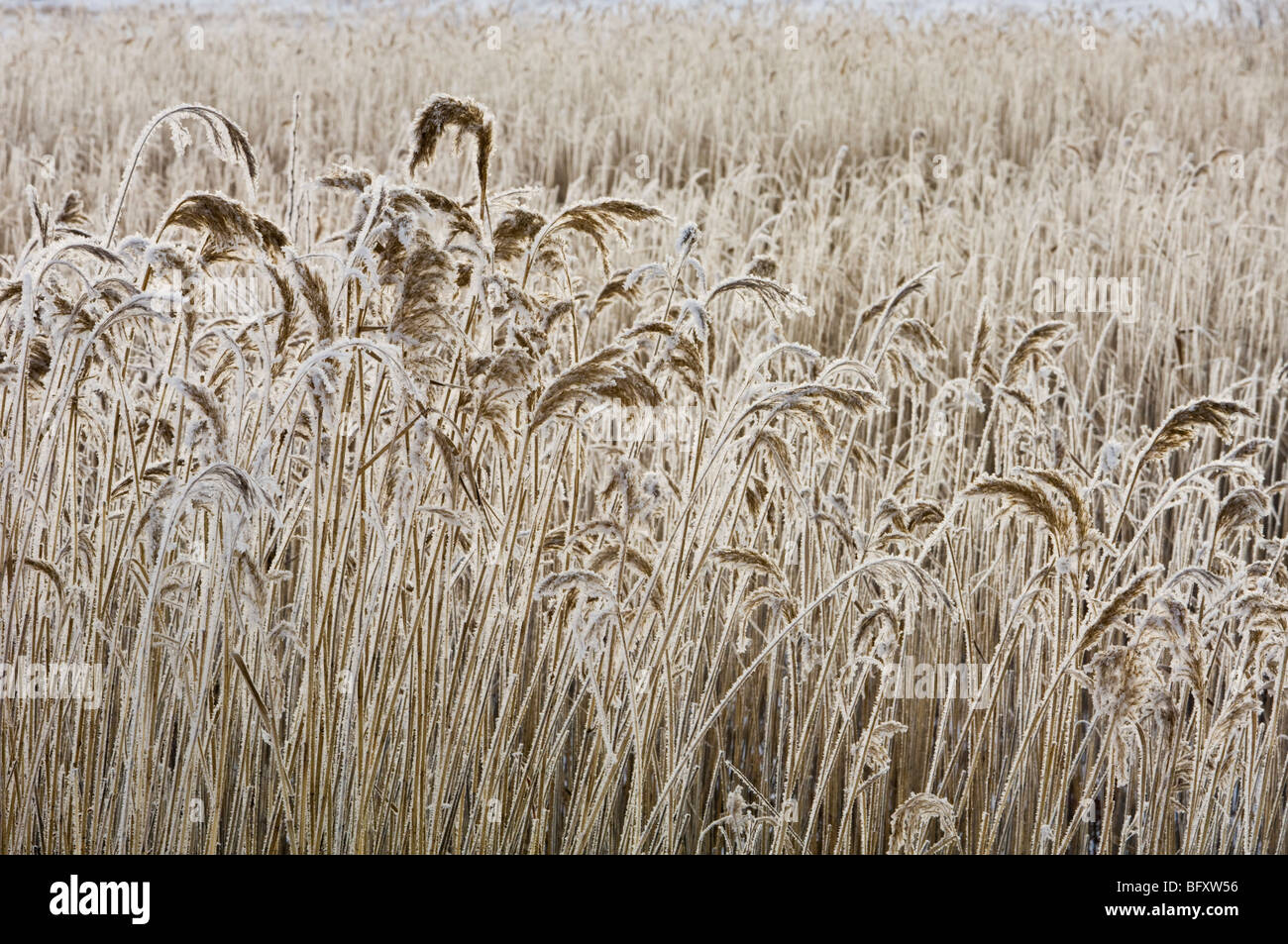 Reed ecosystems hi-res stock photography and images - Alamy