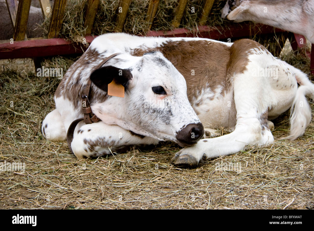 Calf, Alsace, France Stock Photo - Alamy