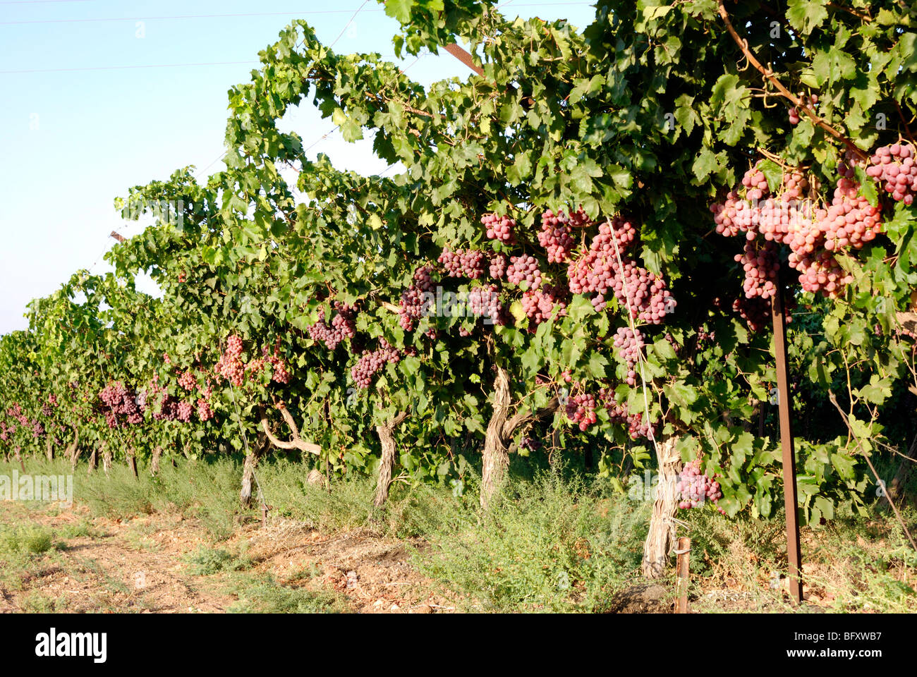 Israel vineyard hi-res stock photography and images - Alamy