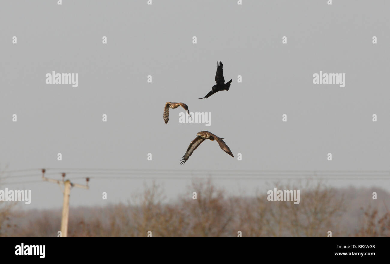 Crow being mobbed by a Common Buzzard who in turn is mobbed by a Hen ...