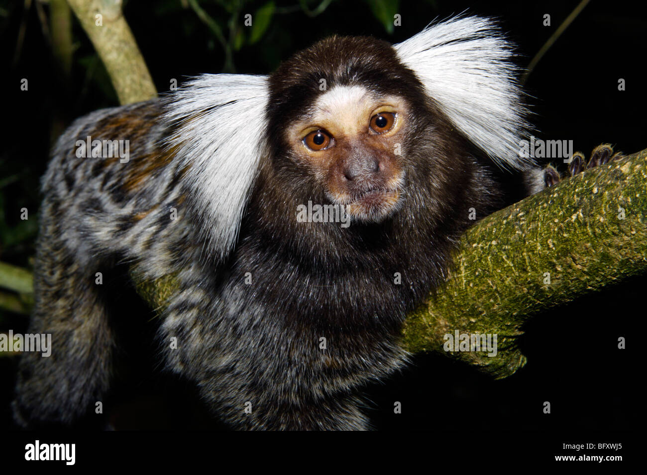 Emperor Tamarin monkey, Saguinus imperator, a native of the Amazon ...